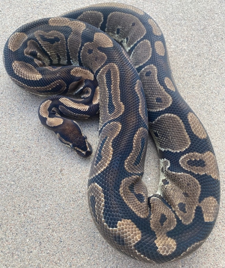 Ball Python by Thomas Pecanic