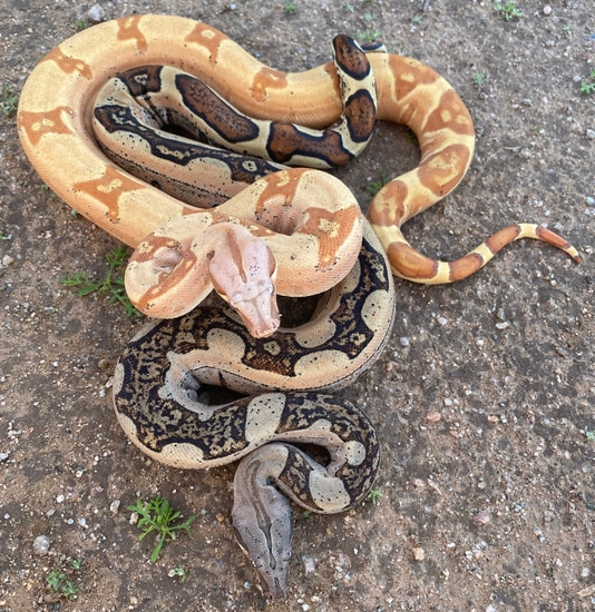 VPI T+ Red Panther Line Junglow Boa Constrictor by Thomas Pecanic