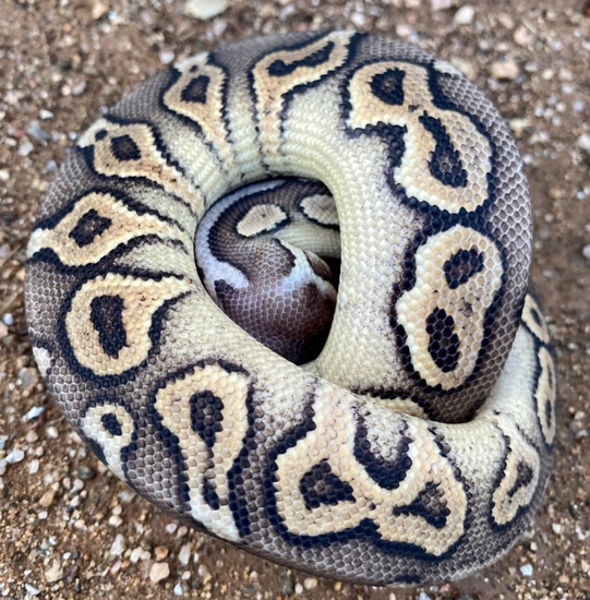 Gravel Pewter Ball Python by Thomas Pecanic