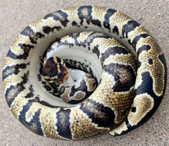 Gravel Ball Python by Thomas Pecanic