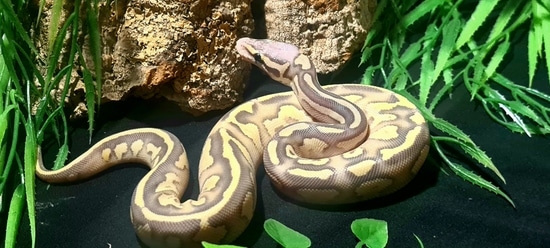 Butterfly Calico Ghost Ball Python by TomReptiles