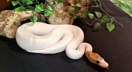 Black Pastel Enchi Fire Pied Ball Python by TomReptiles