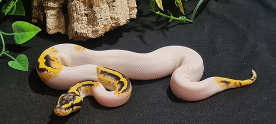 Firefly Yb Pied Ball Python by TomReptiles