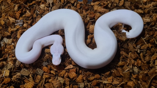 Champagne Pied Ball Python by TomReptiles