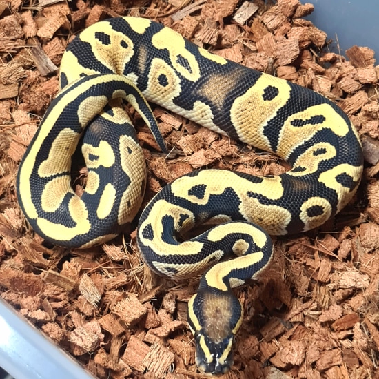 Yb Desert Ghost Het Pied Ball Python by TomReptiles