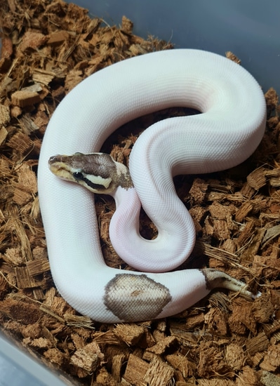 Black Pewter Fire Pied Ball Python by TomReptiles
