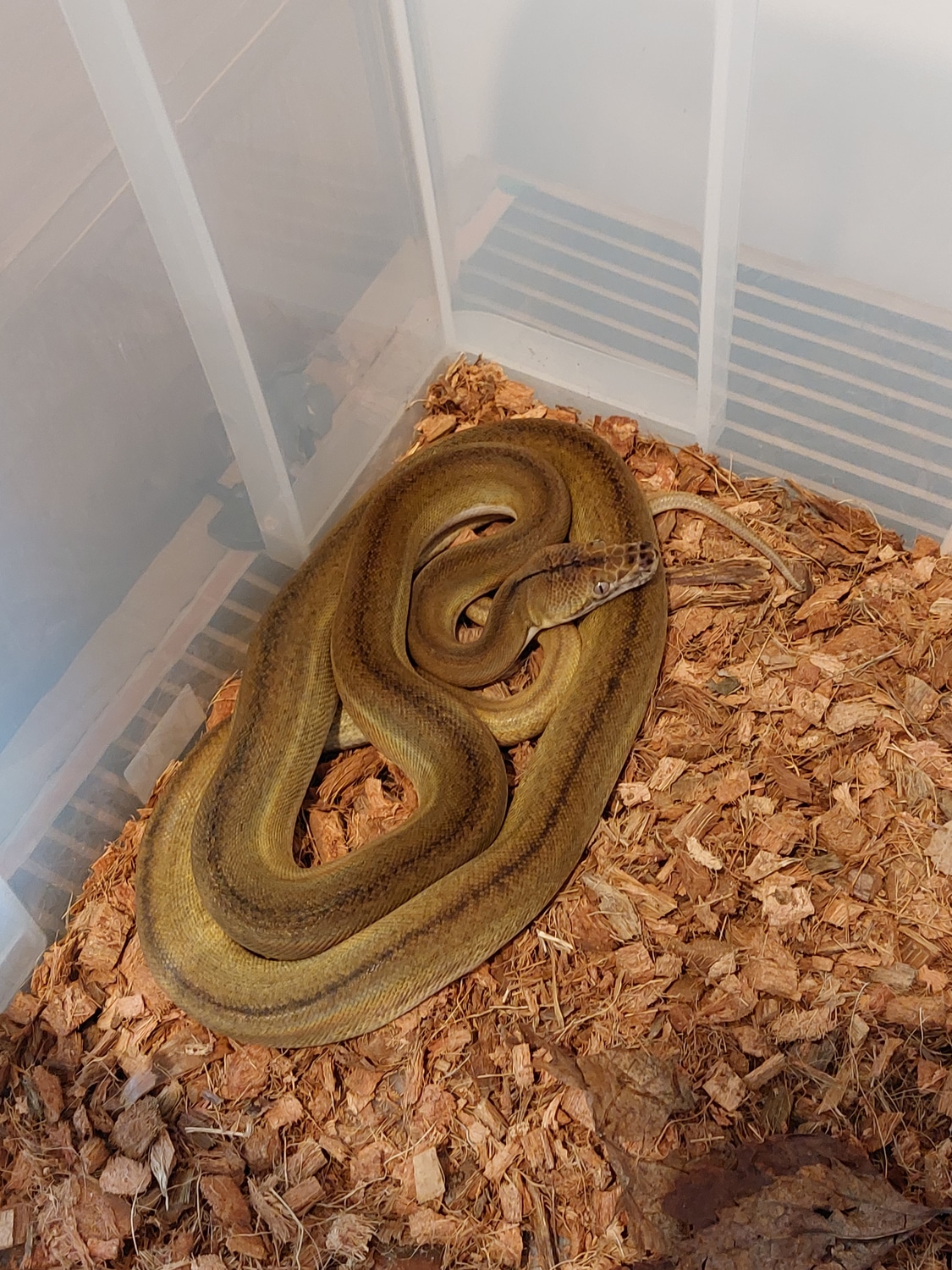 CB22 Goldenchild Reticulated Python by Toms Reptiles - MorphMarket