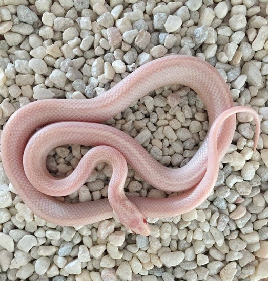 Pinstripe Motley Hypo Opal Corn Snake by Tom's Snakes