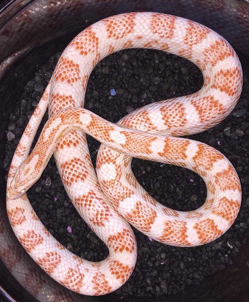 Candycane Het Cinder Corn Snake by Tom's Snakes - MorphMarket