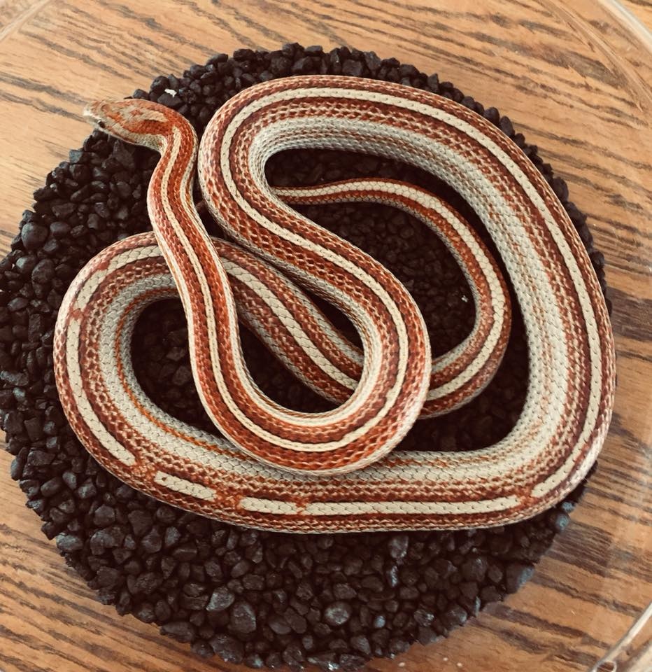 Stripe / Motley Tessera / Het Cinder Amel (Peppermint) Corn Snake by ...