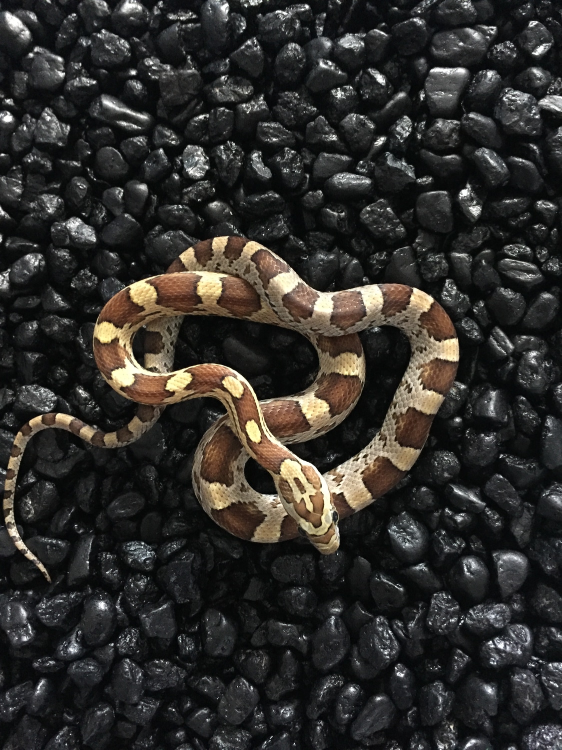 Caramel Kastanie Corn Snake by Tom's Snakes - MorphMarket