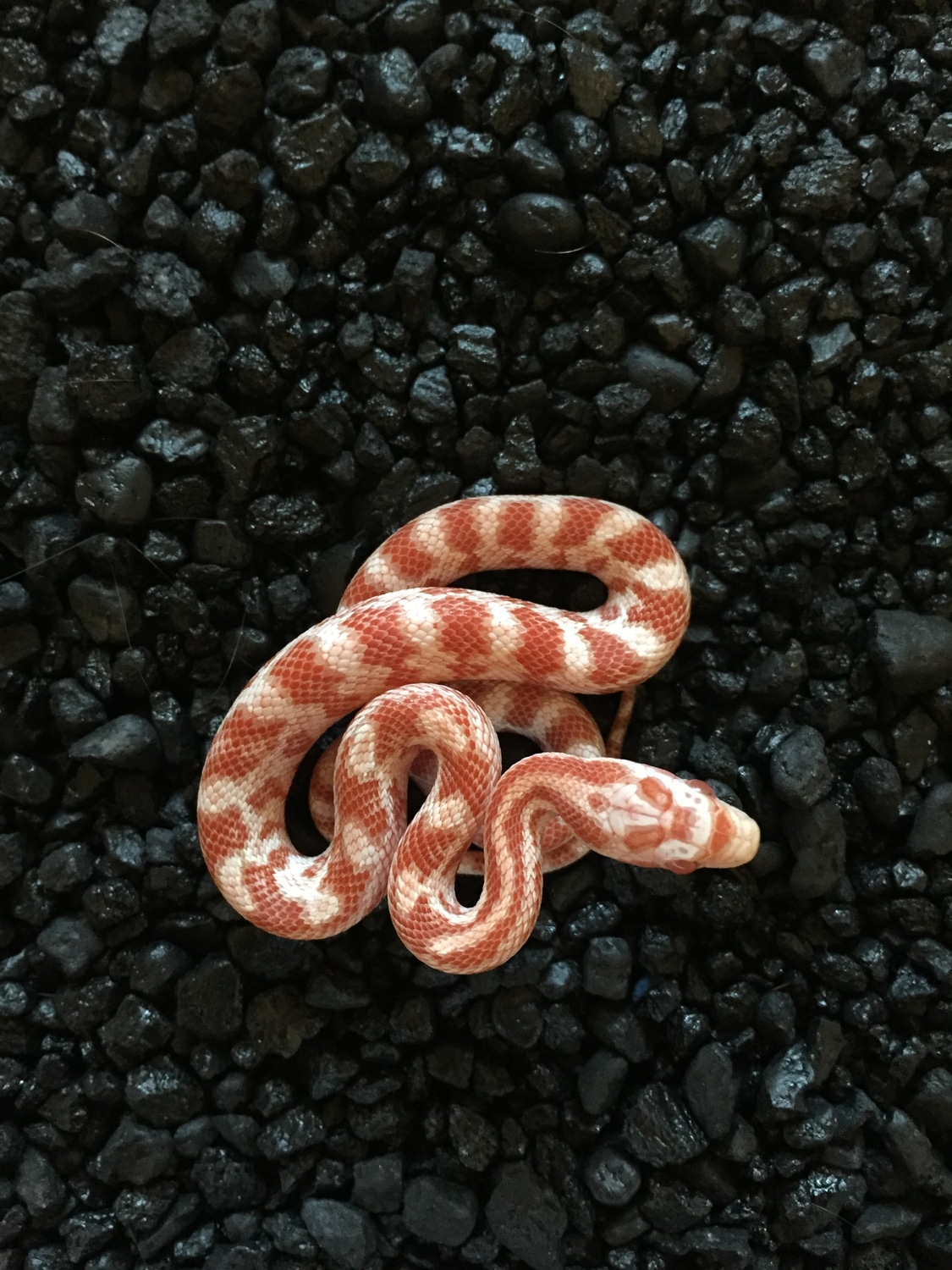Candycane Het Cinder Corn Snake by Tom's Snakes - MorphMarket
