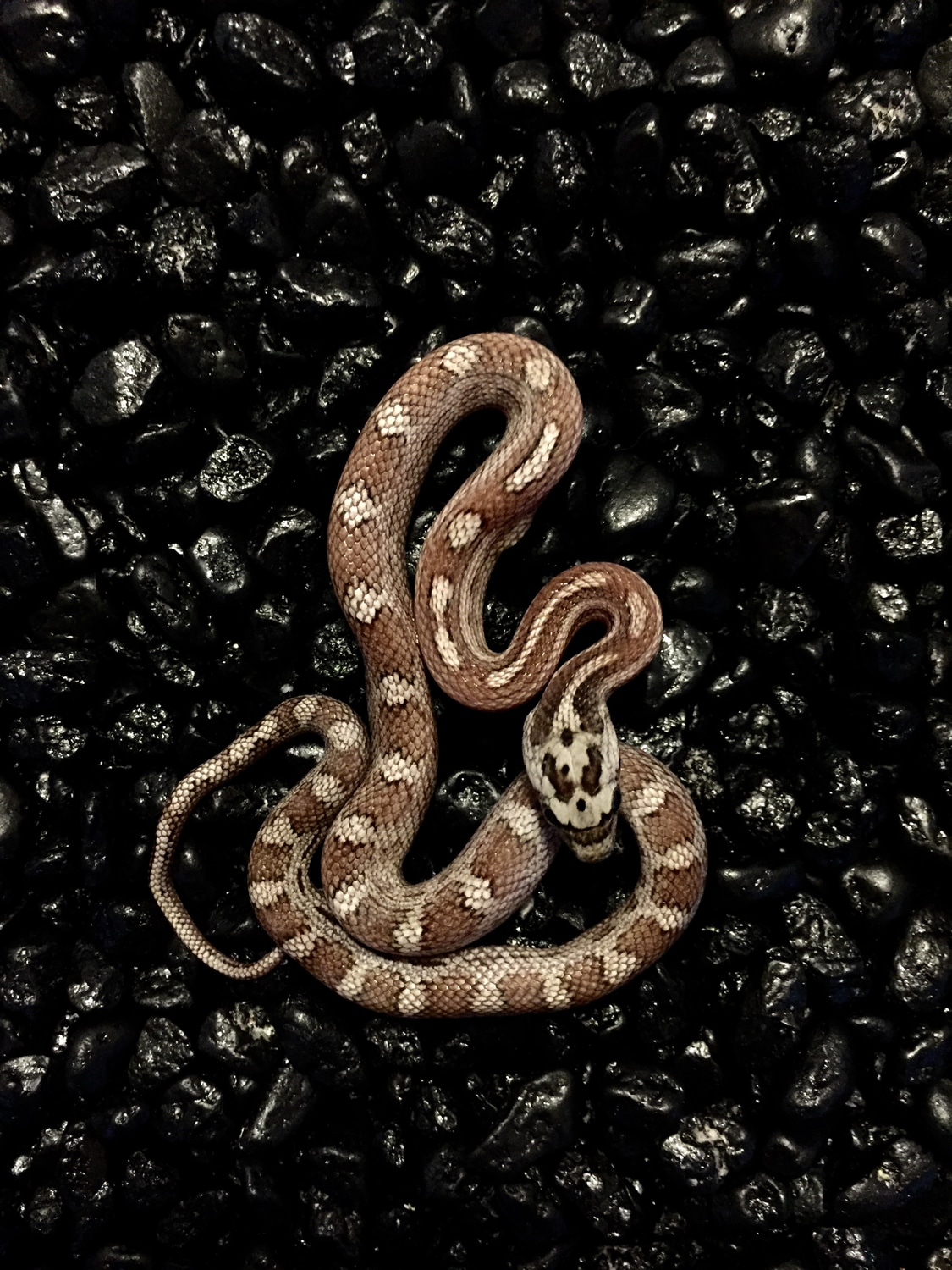 Cinder Motley Het Amel Corn Snake by Tom's Snakes - MorphMarket