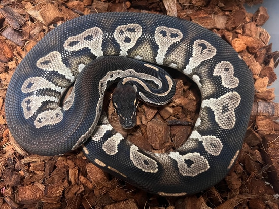 Super Blackhead Red Gene Ball Python by Woolfie Royals