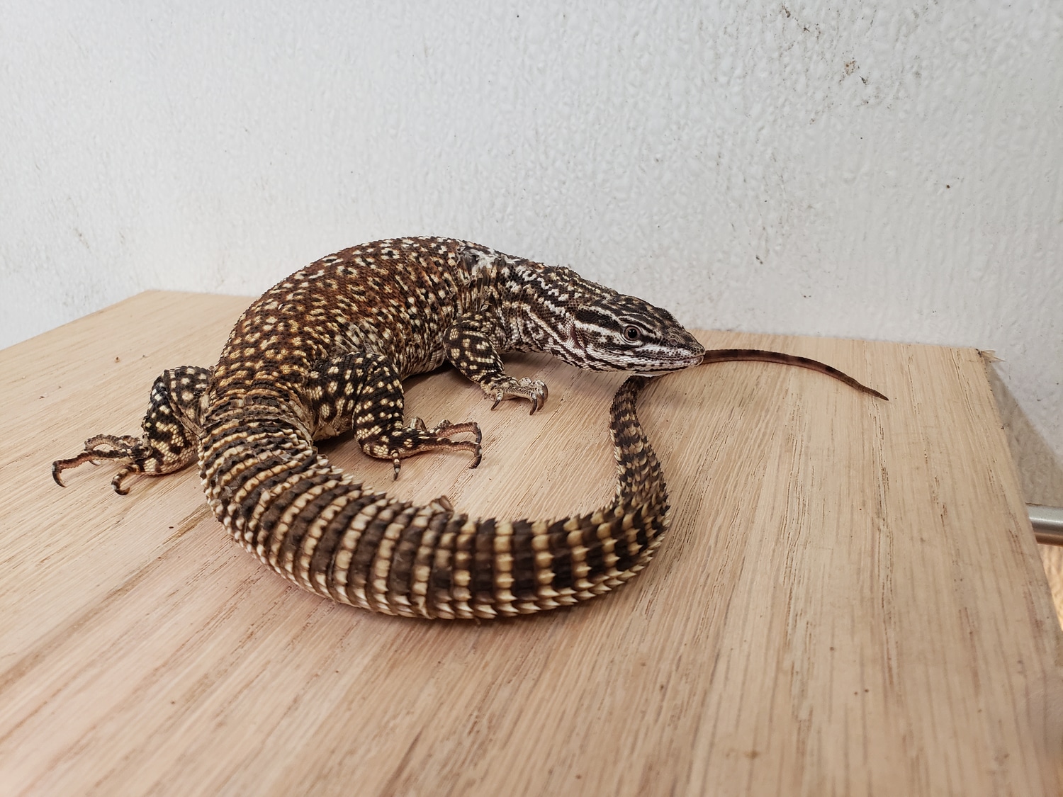 Adult Female Ackie Other Monitor by Doug Taylor Reptiles - MorphMarket