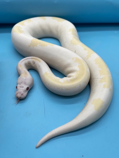 Superfire Albino Ball Python by Bavarianreptiles