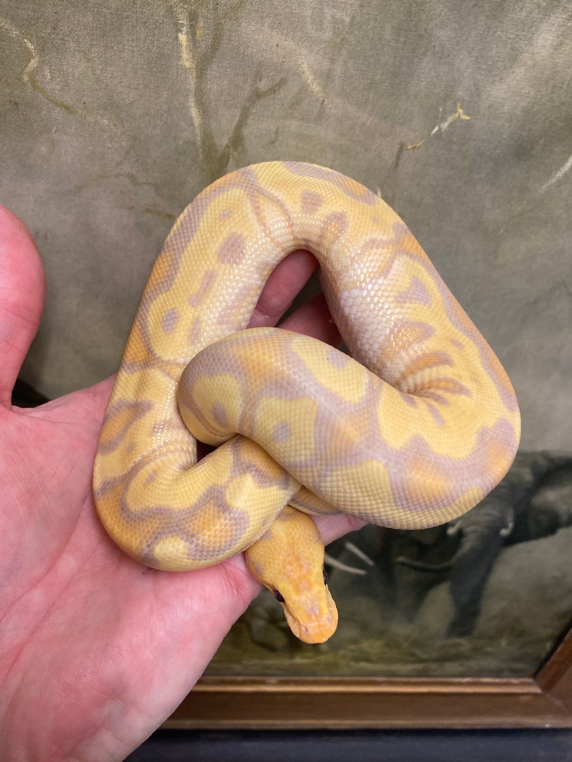 Clown Banana Mojave Enchi Ball Python by Tony Hersey Obsessive Reptiles ...