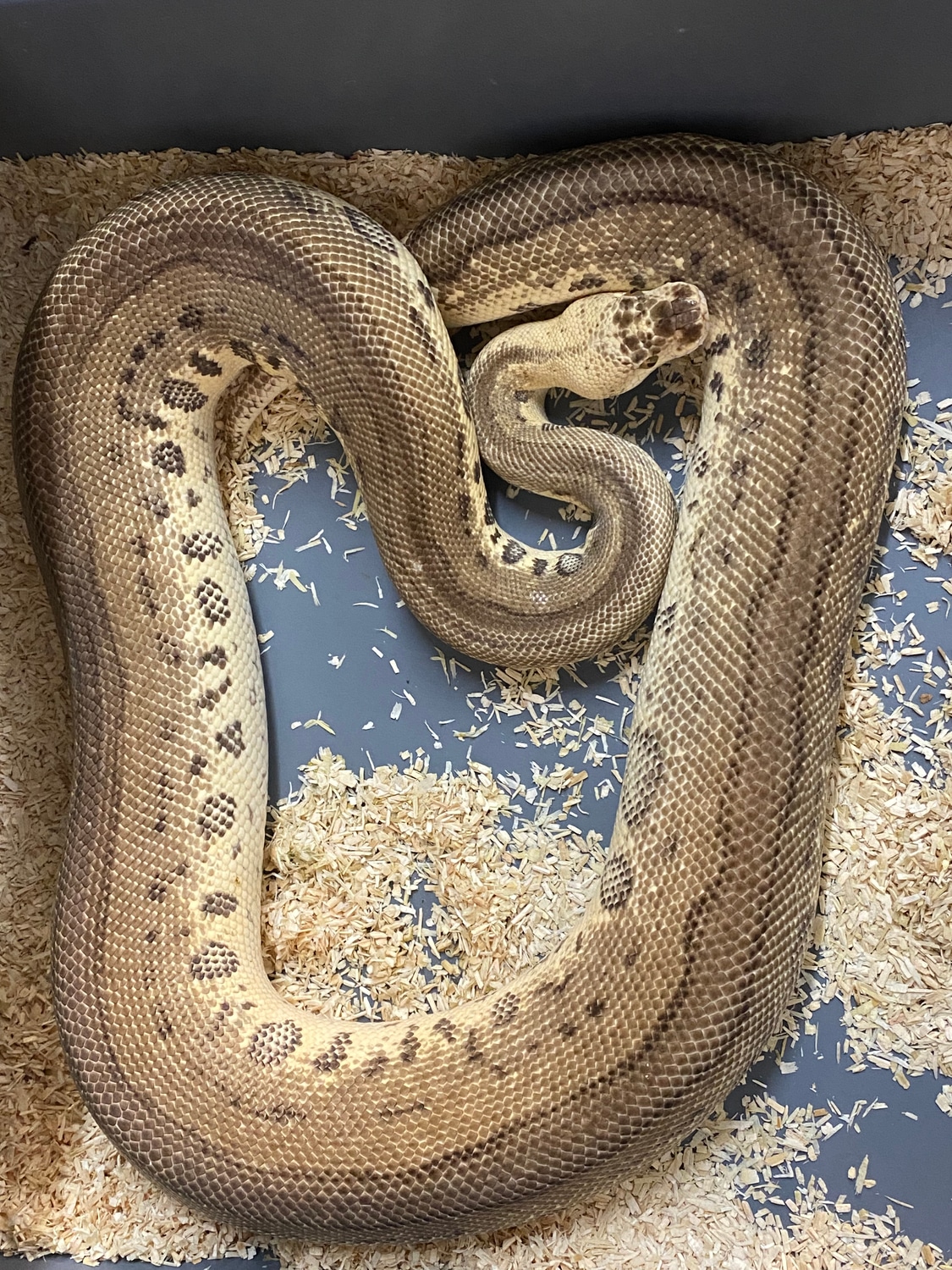 Killer Leopard Clown Ball Python by Tony Hersey Obsessive Reptiles ...