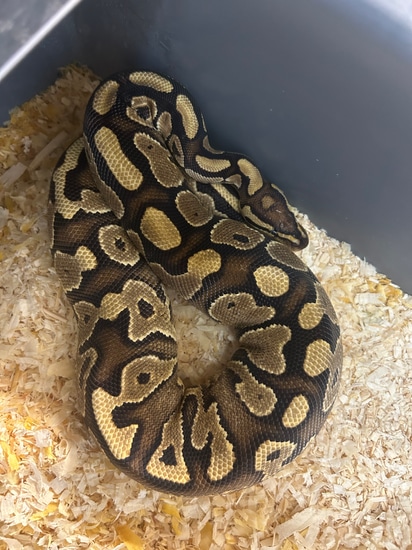 Yb Het Lavender Poss Het Clown Poss Het Pied Ball Python by Tony Hersey ...