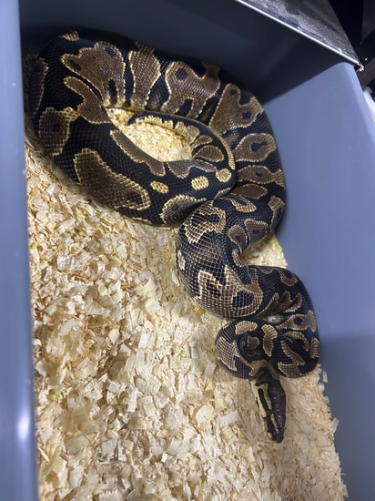 Aurora Yb Het Monarch Ball Python by Tony Hersey Obsessive Reptiles