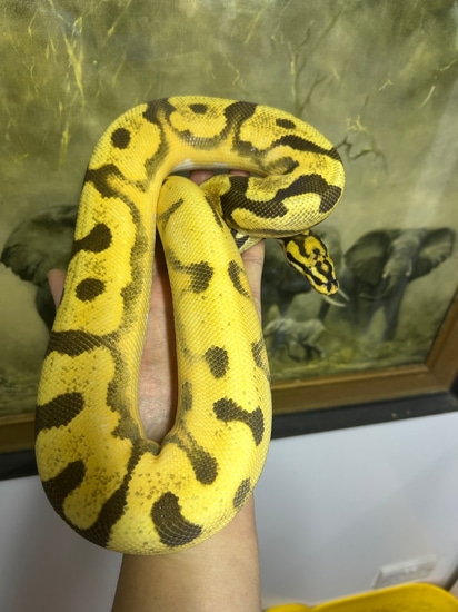 Super Orange Dream Spotnose Yb Aurora Het Desert Ghost Ball Python by ...