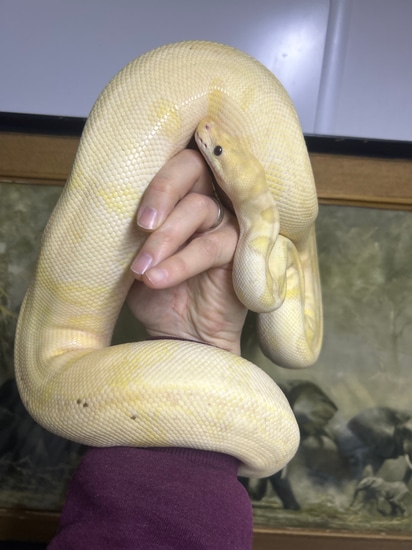 Banana Fire Yb Clown Ball Python by Tony Hersey Obsessive Reptiles
