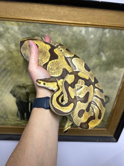 Enchi Cryptic Ball Python by Tony Hersey Obsessive Reptiles