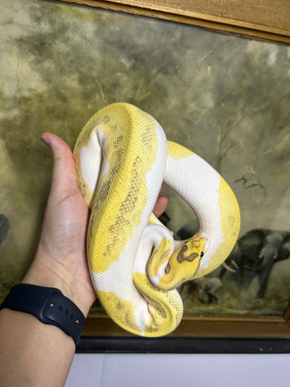 THOR Collection Ball Python by Tony Hersey Obsessive Reptiles