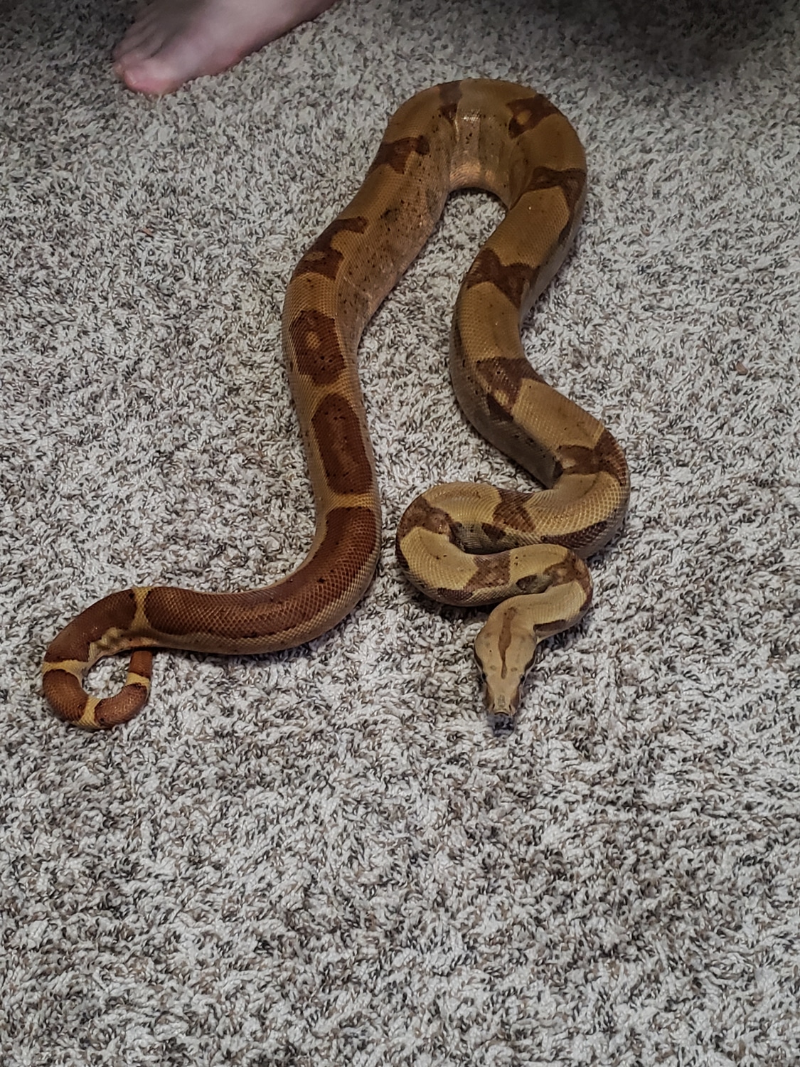 Hypo Boa, Columbian True Red-tailed Boa Constrictor by Melanie's ...