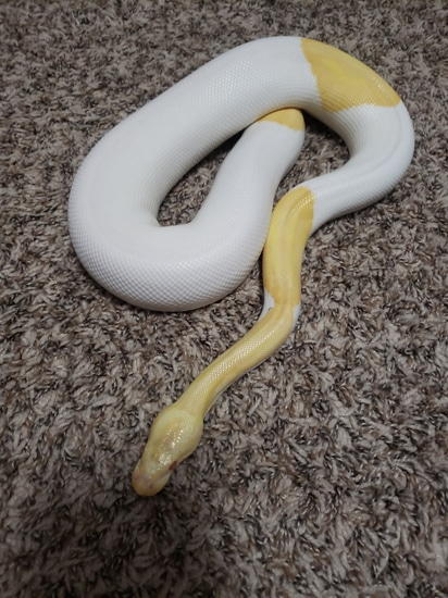 Albino Pie Ball Python by Melanie's Pythons