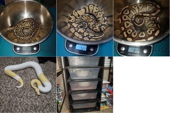 $600 For Rack With Four Snakes, Pewter Mystic Albino Piebald Ball ...