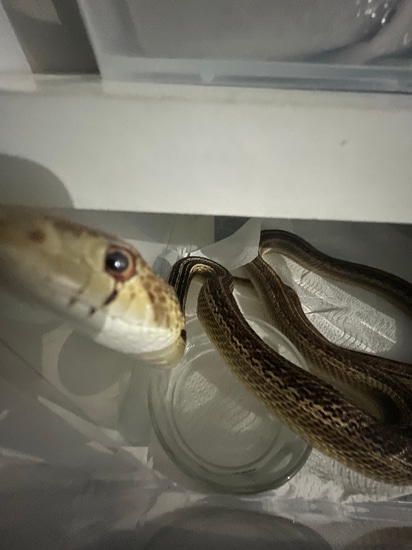 Striped Pacific Gopher Snake by TM Royals