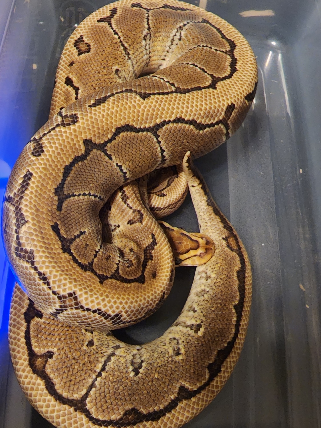 Fire Pinstripe Ball Python by Black Hat Reptiles - MorphMarket