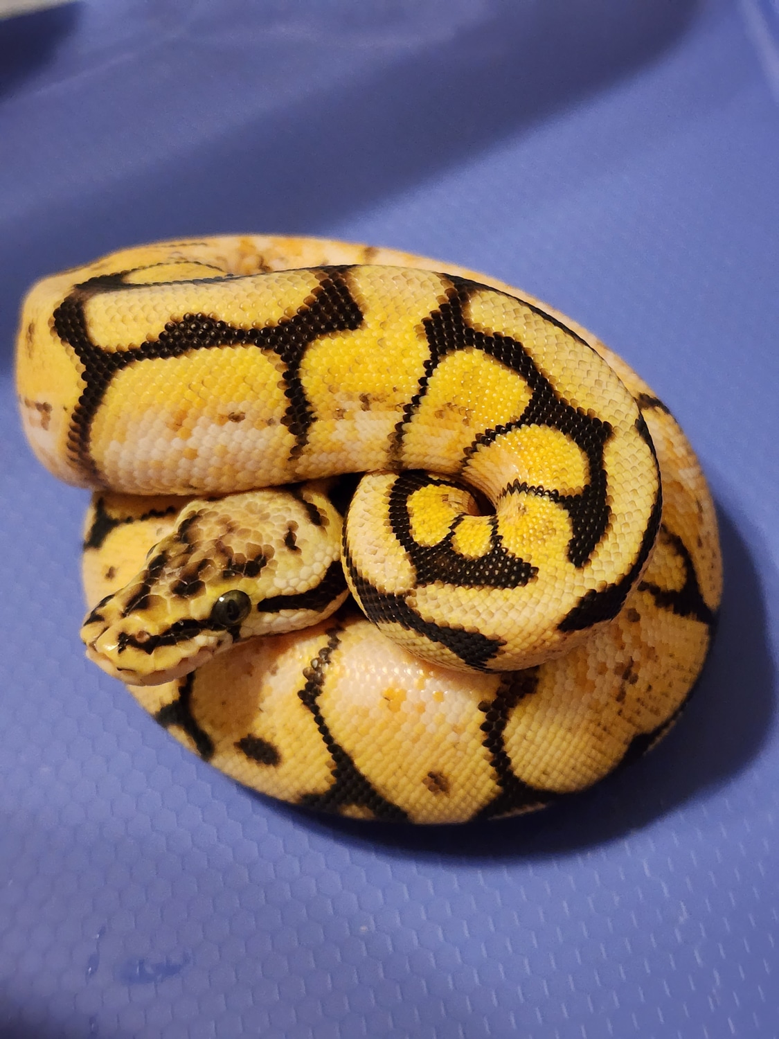 Bumblebee Yellowbelly 100% Het Genetic Stripe Ball Python by Black Hat ...