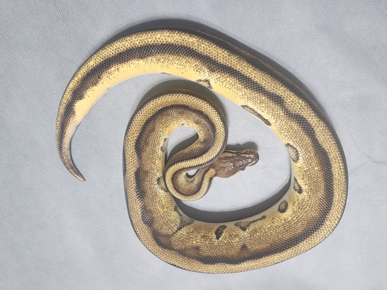 Orange Dream Genetic Stripe Ball Python by Black Hat Reptiles - MorphMarket