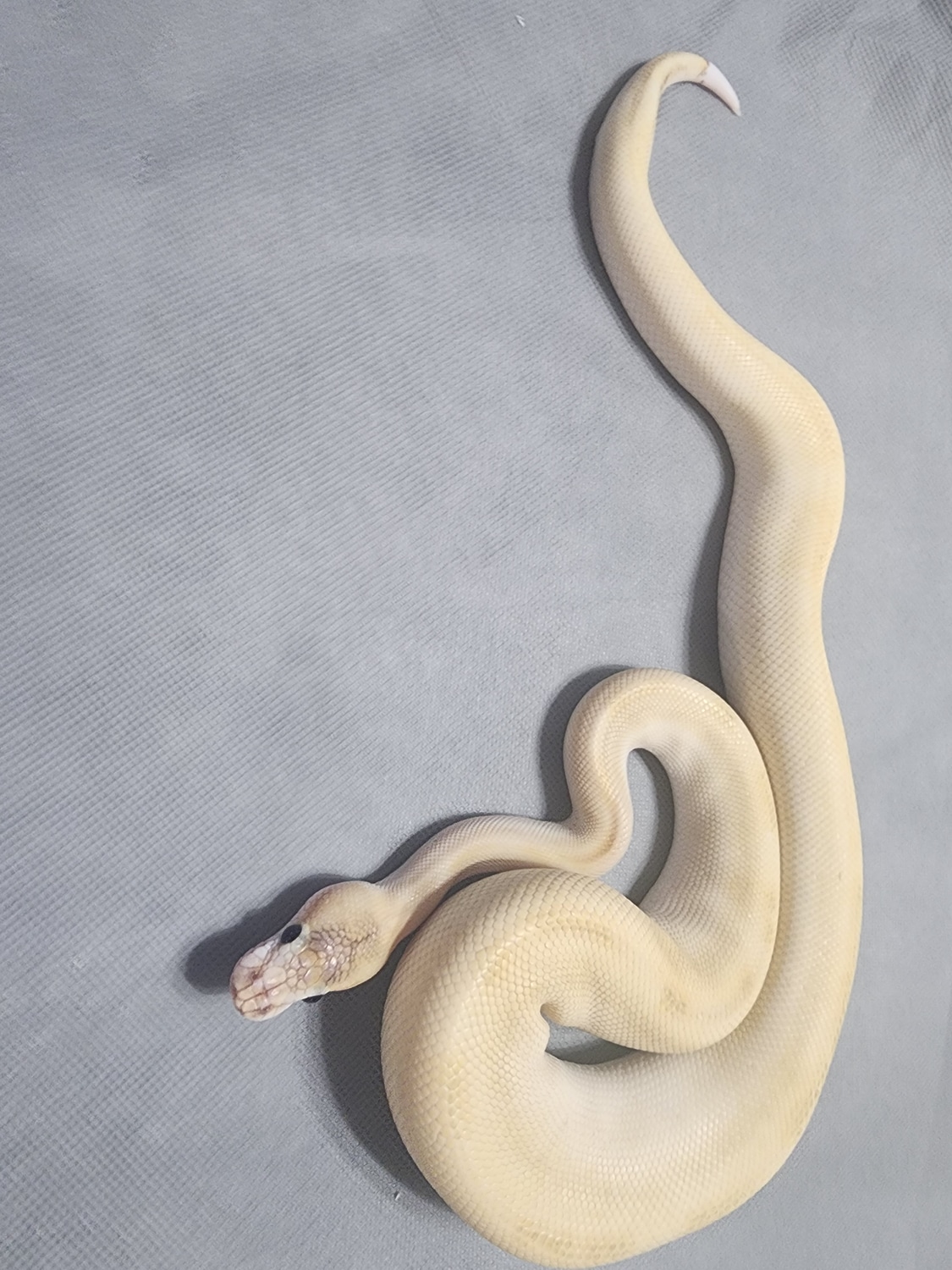 Champagne Enchi Pastel Lesser Possible Pinstripe Ball Python by Black ...