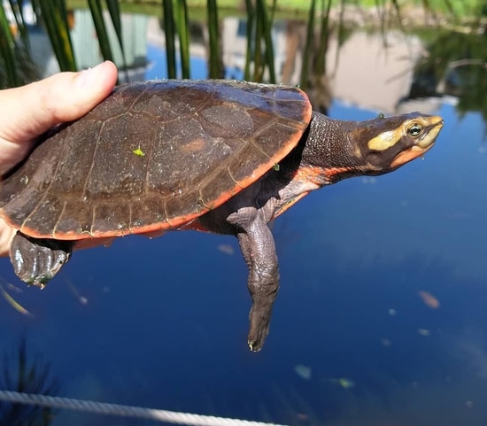 Pink Belly Side Neck Side-Necked Turtle by TDs Reptiles