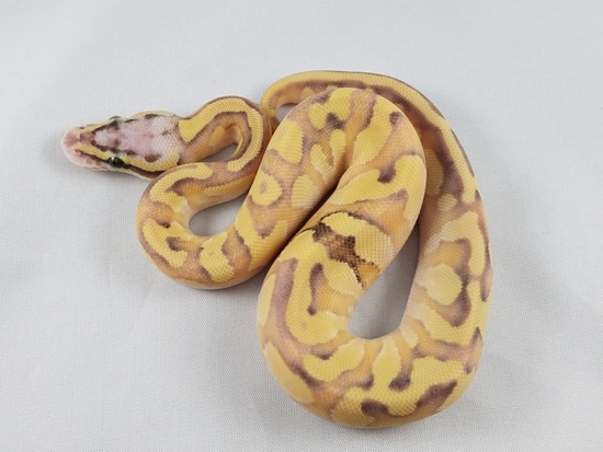 Orange Dream Enchi Lesser Firefly Ball Python by Python Perfection Inc