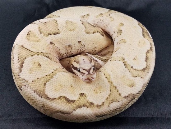 Orange Dream Vanilla Cream Ball Python by Python Perfection Inc ...