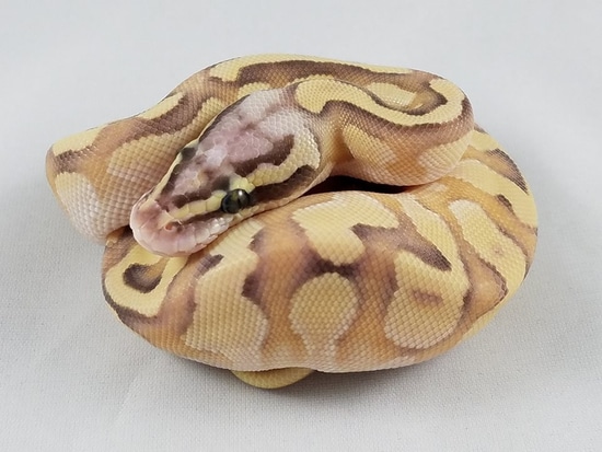 Orange Dream Enchi Lesser Pastel Fire/vanilla Ball Python by Python ...