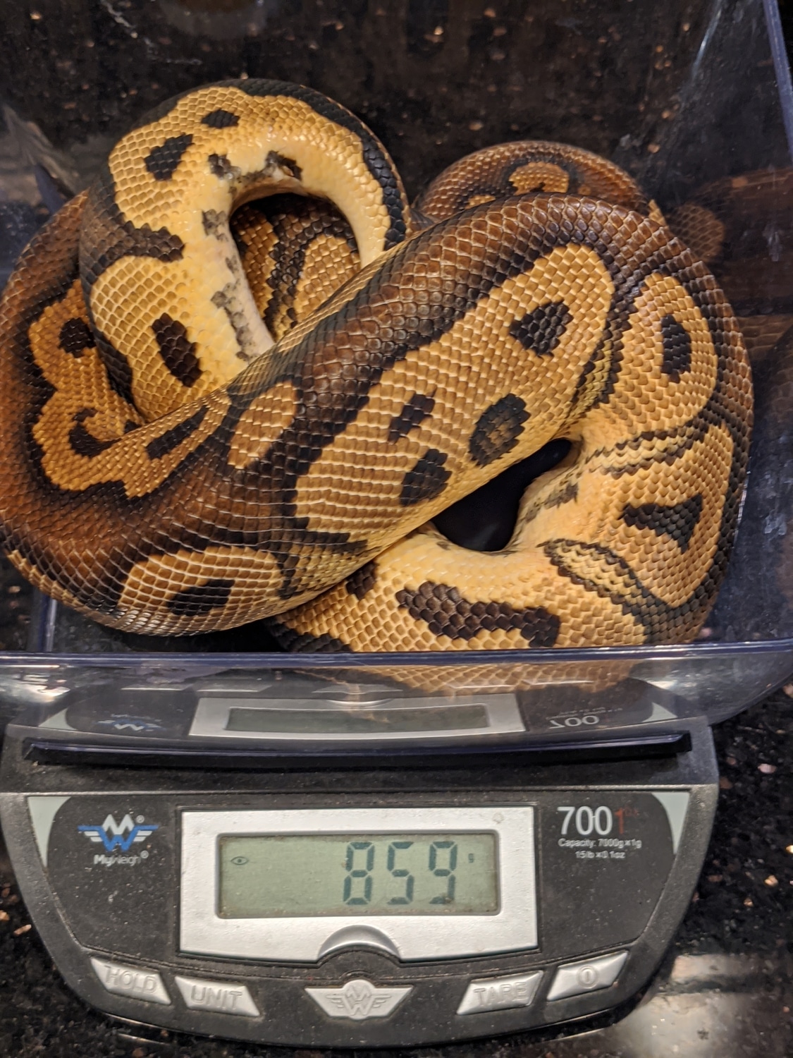Clown Ball Python by Python Perfection Inc - MorphMarket
