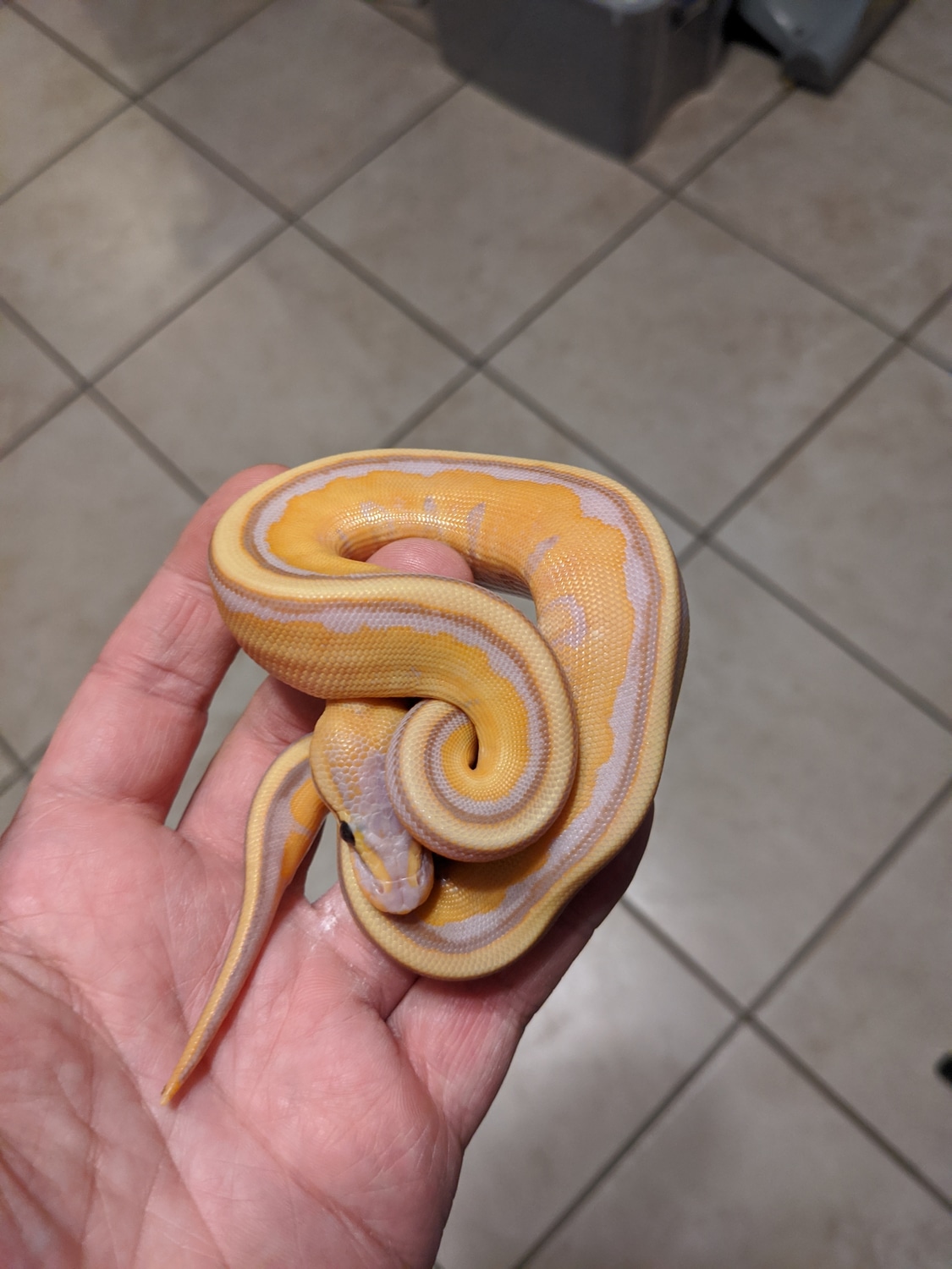 Banana Genetic Stripe Ball Python by Python Perfection Inc - MorphMarket