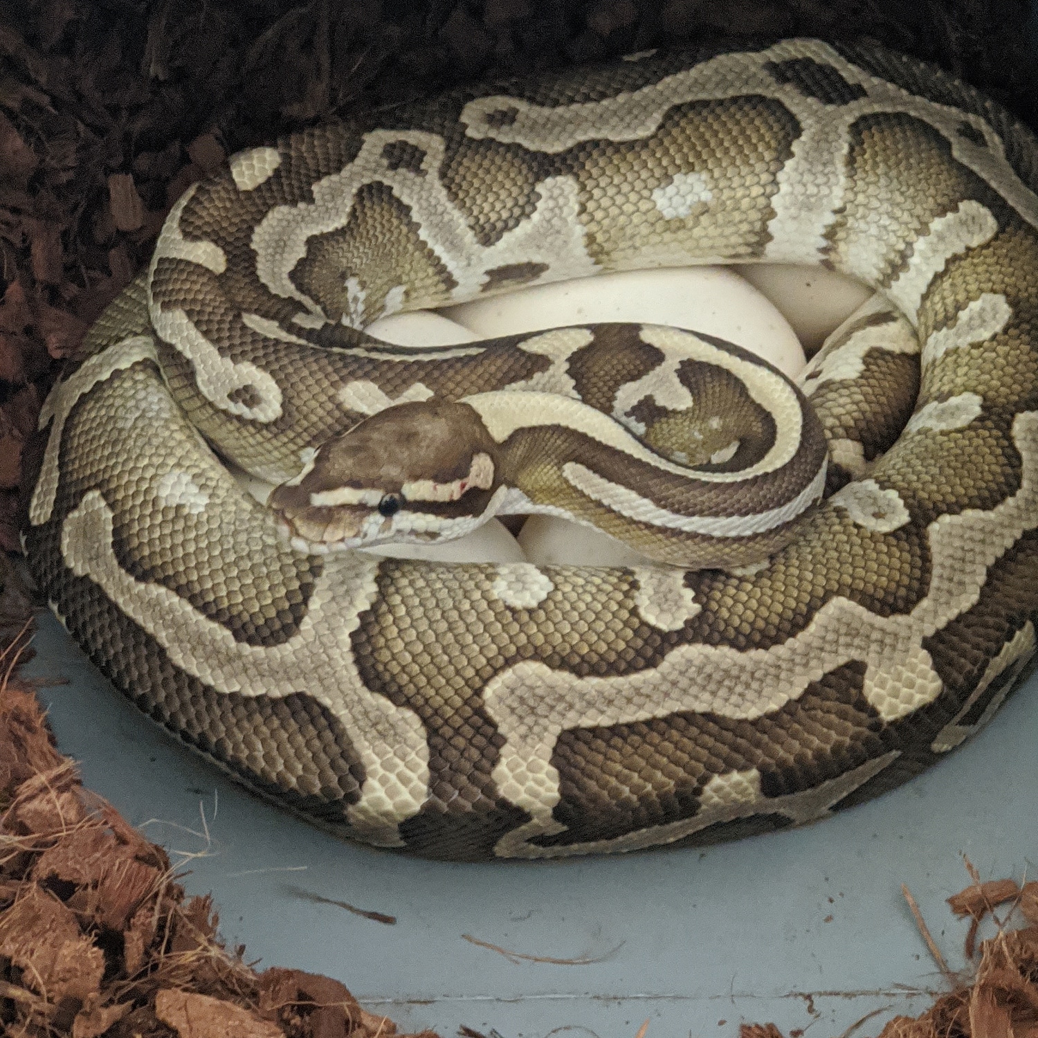 Lesser Leopard Het Clown Ball Python by Python Perfection Inc - MorphMarket