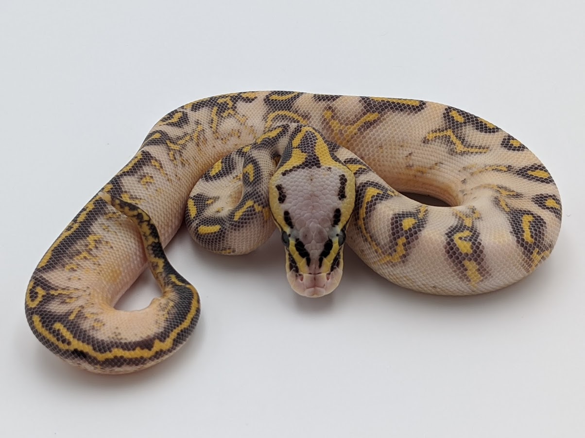 Super Pastel Super Gravel 50% Het Clown Ball Python by Python ...