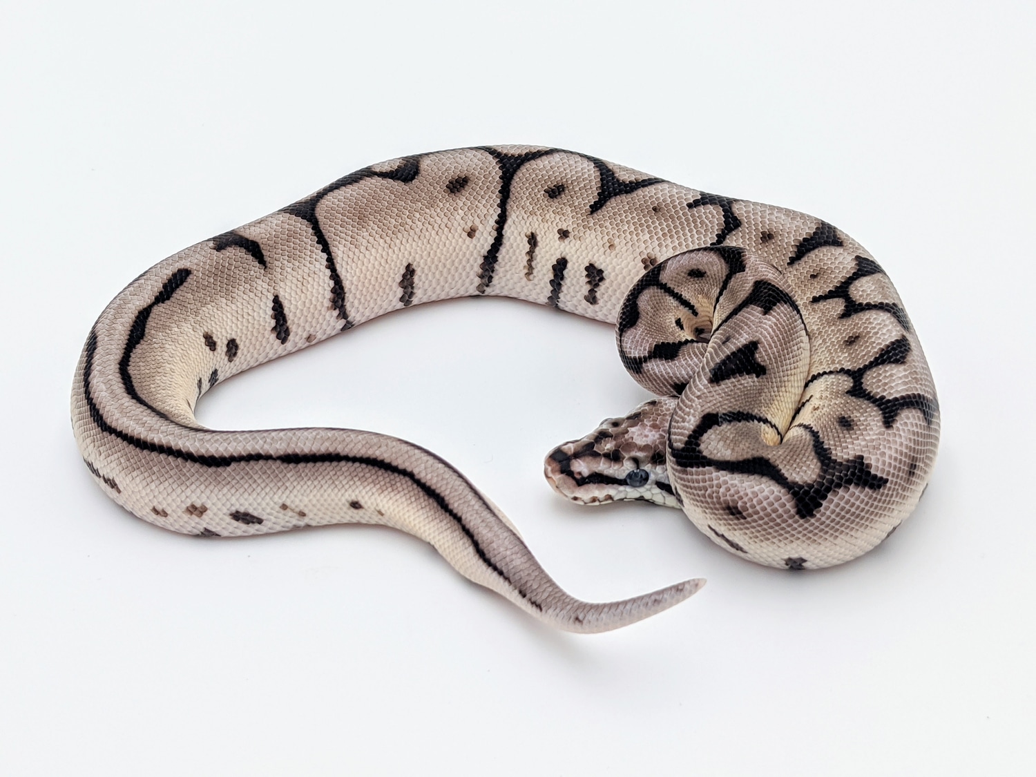 VPI Axanthic Leopard Bee Ball Python by Python Perfection Inc - MorphMarket