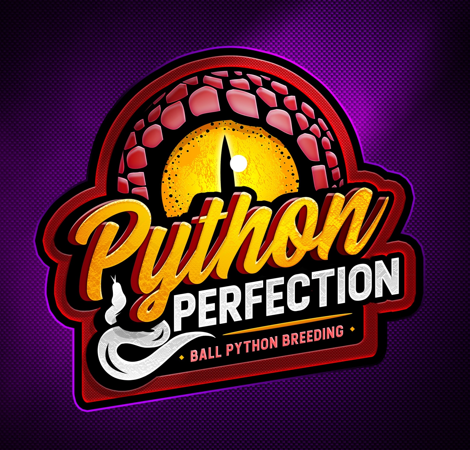 Ball Python Clutch: 2023-02 by Python Perfection Inc - MorphMarket