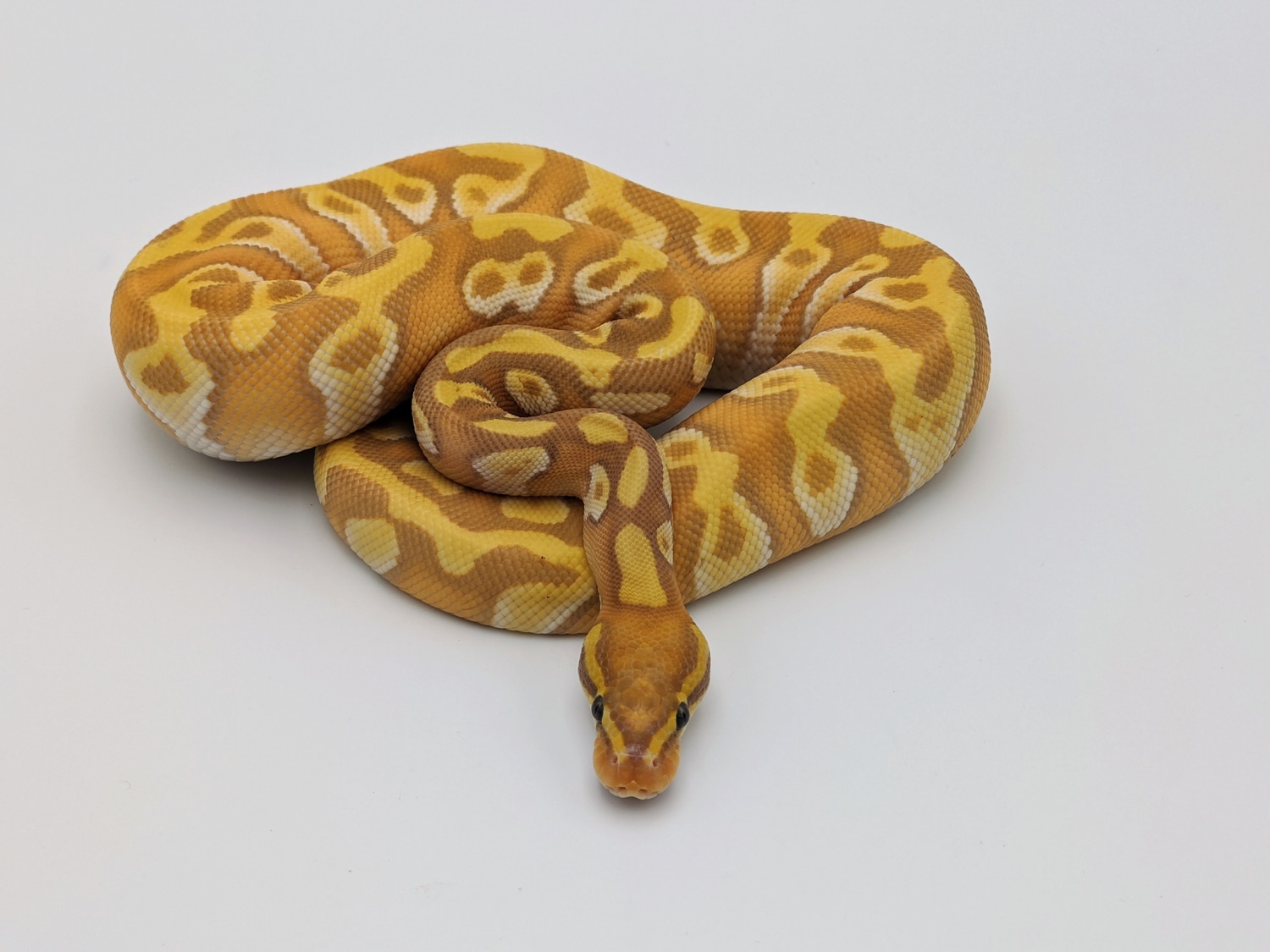 BANANA ENCHI GHI LESSER (POS FIRE) HET CLOWN Female Maker Ball Python ...