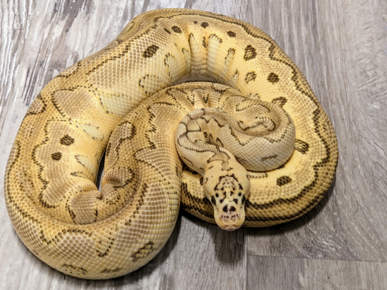 Pastel Russo Clown Ball Python by Python Perfection Inc - MorphMarket