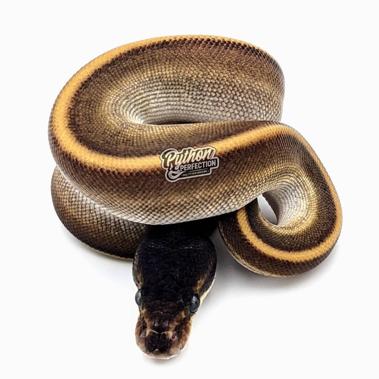 Leopard Mojave Genetic Stripe Ball Python by Python Perfection Inc