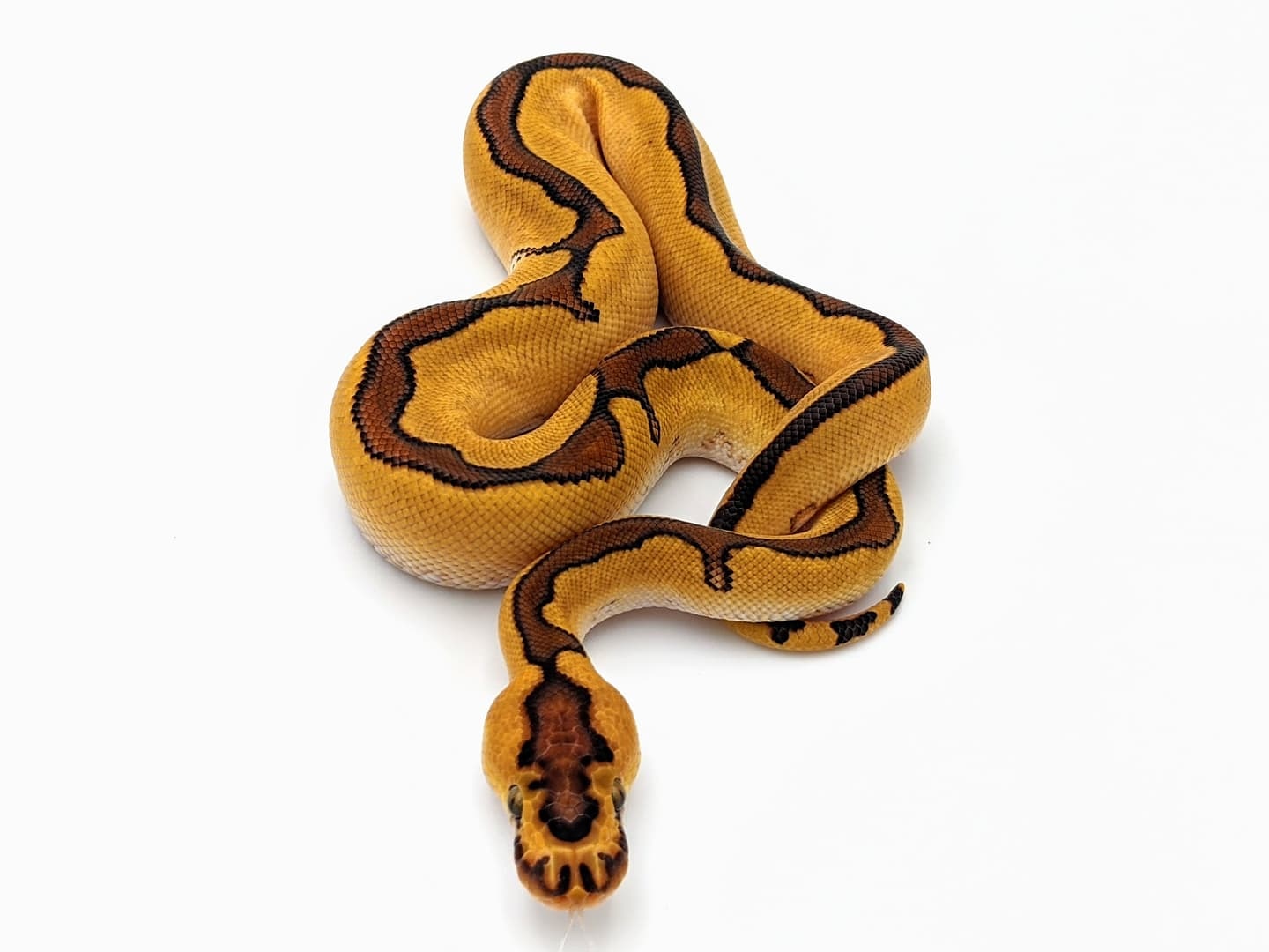 Special Enchi Clown Ball Python by Python Perfection Inc - MorphMarket